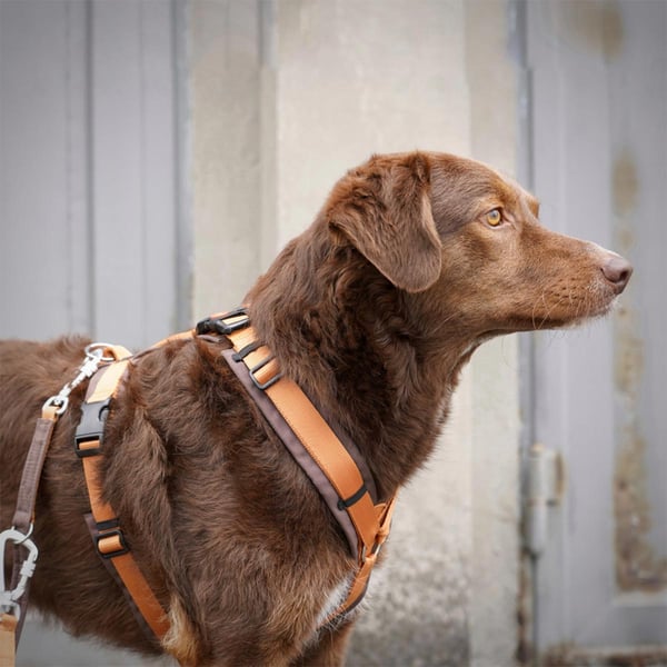 annyx Brustgeschirr Open Fun braun/ bernstein kaufen bei ZooRoyal