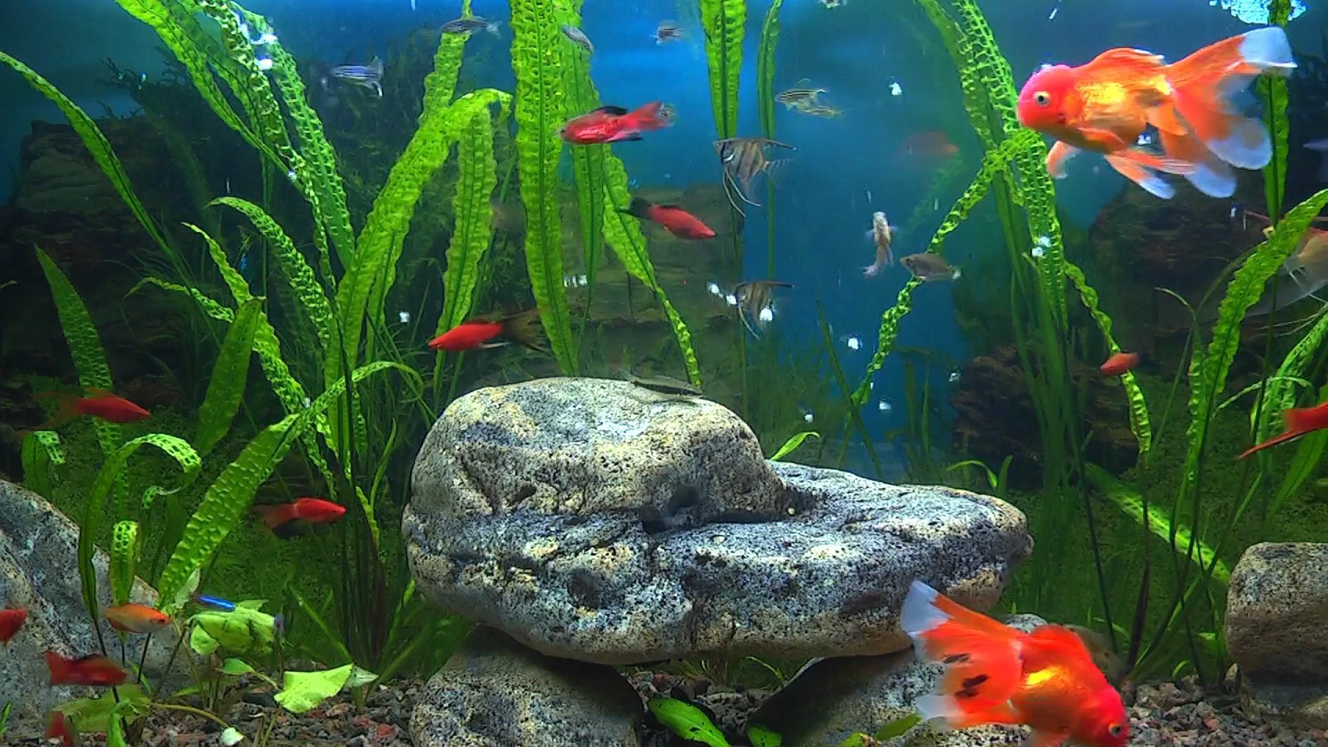 Neues Aquarium: Alles zur Planung | ZooRoyal Magazin