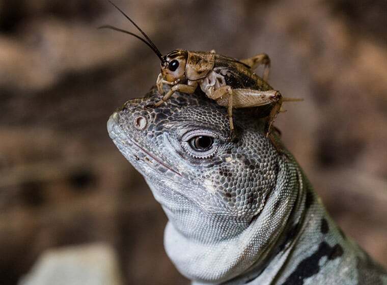 Lebendfutter: Haltung von Heimchen | ZooRoyal Magazin