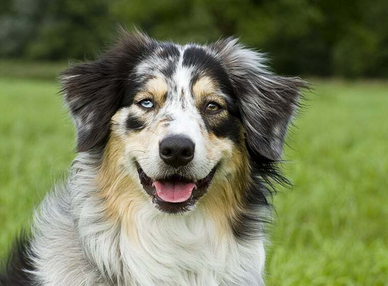 Australian Shepherd - Charakter, Größe & Erziehung | Steckbrief