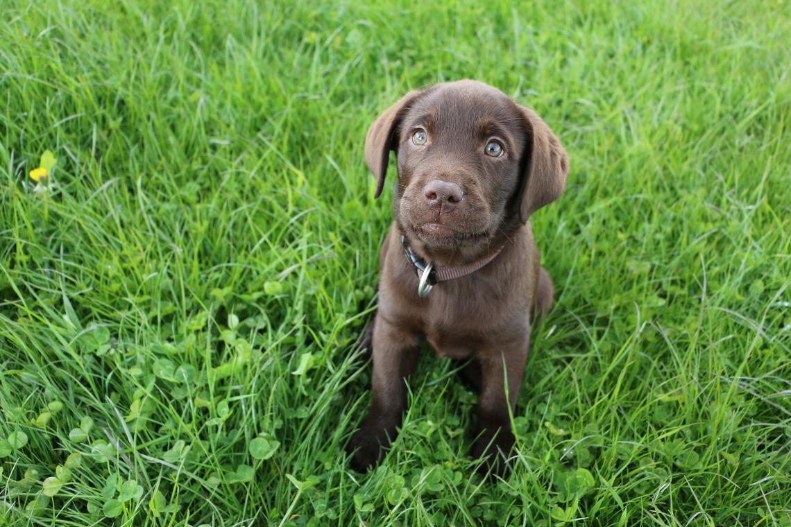 Labrador Retriever - Charakter, Größe & Erziehung | Steckbrief