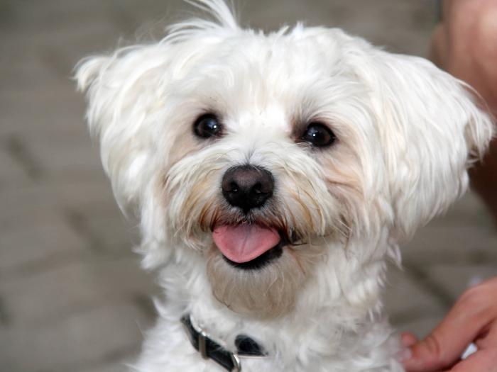 Malteser - Charakter, Größe & Erziehung | Steckbrief