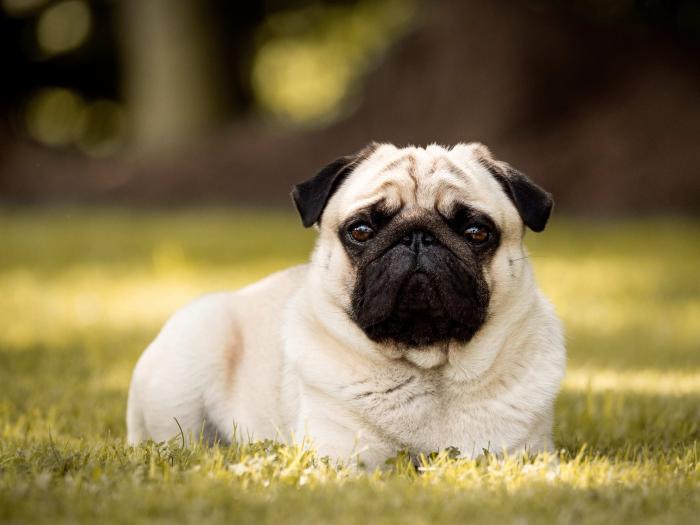 Mops - Charakter, Größe & Erziehung | Steckbrief