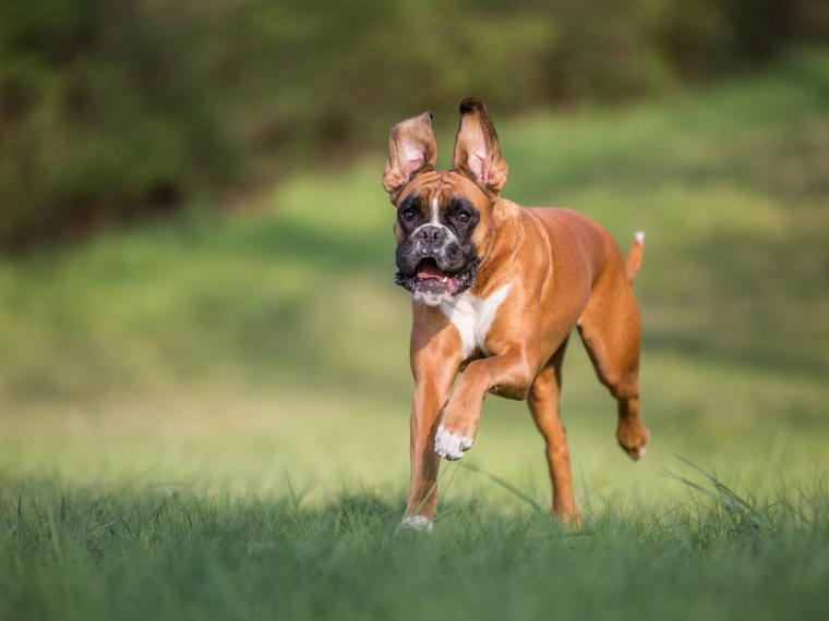 Boxer Hund - Charakter, Größe & Erziehung | Steckbrief