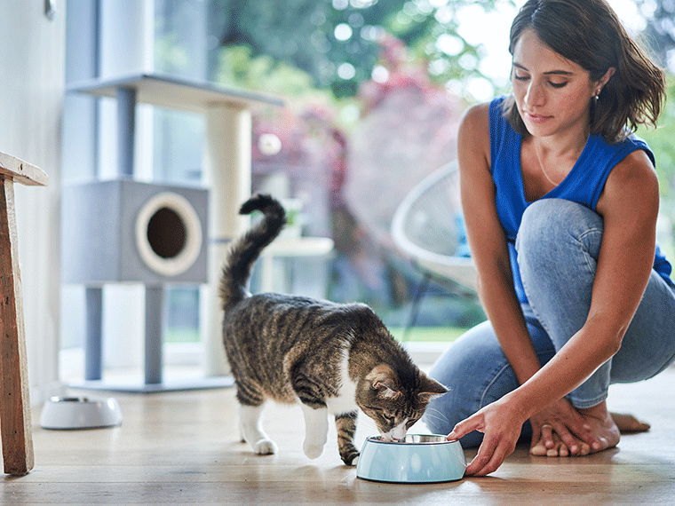 Futterumstellung bei Katzen - Schritt für Schritt Anleitung und Tipps