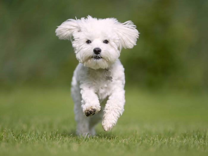 Malteser - Charakter, Größe & Erziehung | Steckbrief