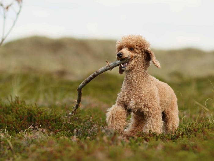 Pudel - Charakter, Größe & Erziehung | Steckbrief