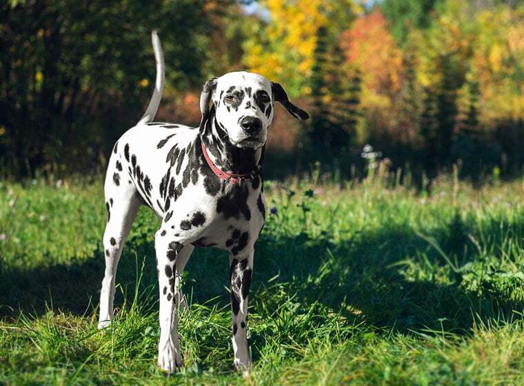 Dalmatiner - Charakter, Größe & Erziehung | Steckbrief