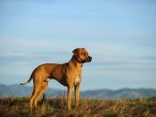 Rhodesian Ridgeback - Charakter & Erziehung | Steckbrief