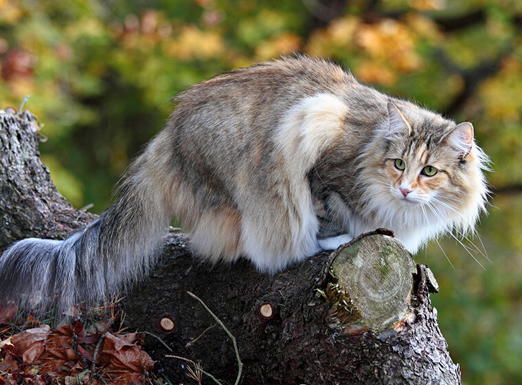 Norwegische Waldkatze im Rasseportrait | ZooRoyal Magazin
