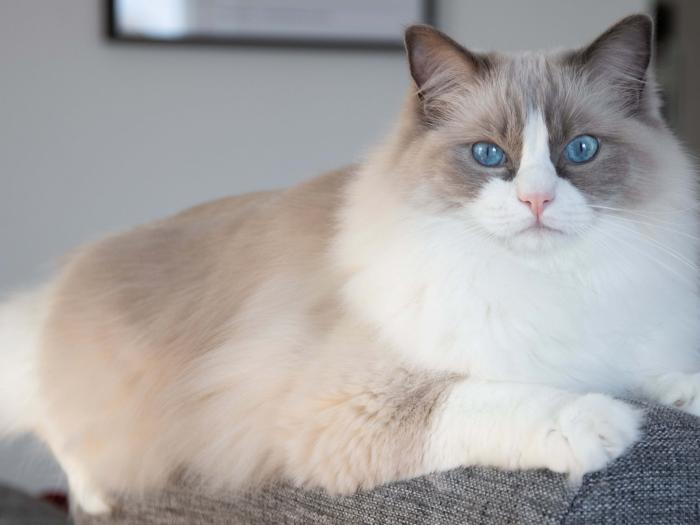 Ragdoll Katze im Rasseportrait | ZooRoyal Magazin