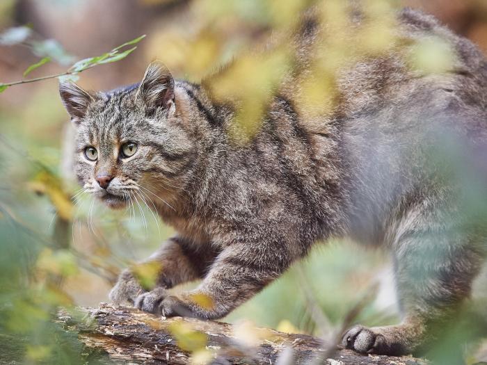 Europäische Wildkatze - Charakter & Erziehung | Steckbrief