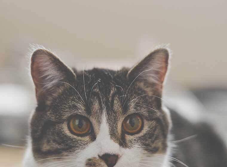 Die 50 beliebtesten Katzenrassen | ZooRoyal Magazin