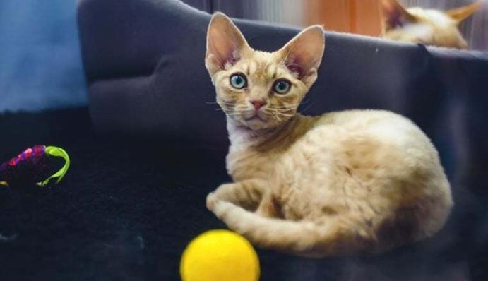 Devon Rex - Charakter, Größe & Erziehung | Steckbrief