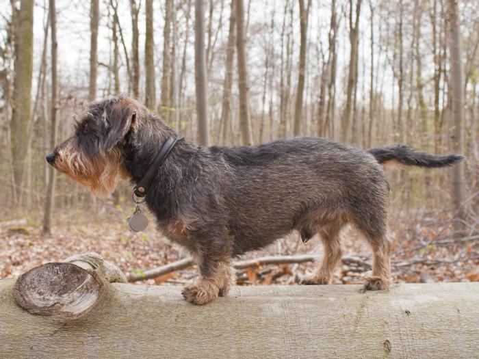 Rauhaardackel - Charakter, Größe & Erziehung | Steckbrief