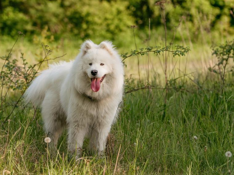 Samojede - Charakter, Größe & Erziehung | Steckbrief