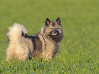Wolfsspitz - Charakter, Größe & Erziehung | Steckbrief