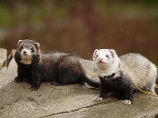 Frettchen - artgerechte Haltung, Pflege & Ernährung