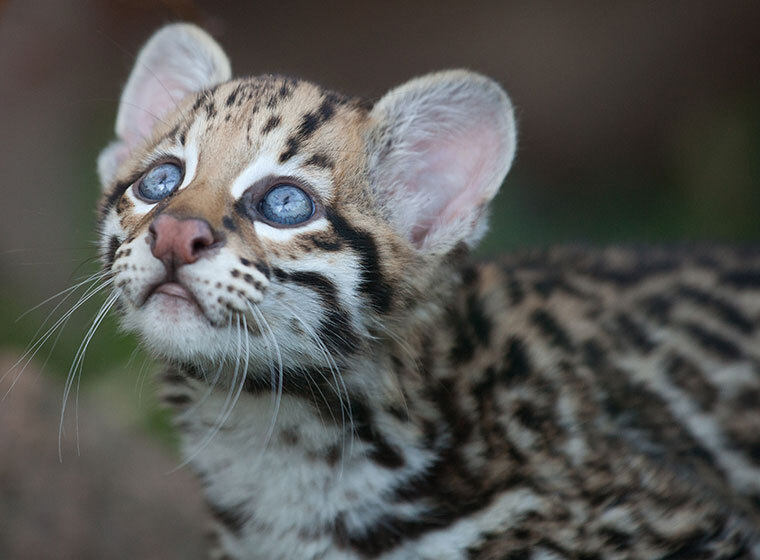 Ozelot - Charakter, Größe & Erziehung | Steckbrief