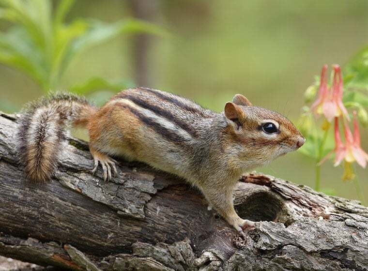 Baumstreifenhörnchen im Portrait | ZooRoyal Magazin