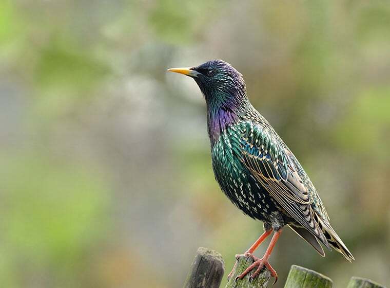Vogel Des Jahres 2018