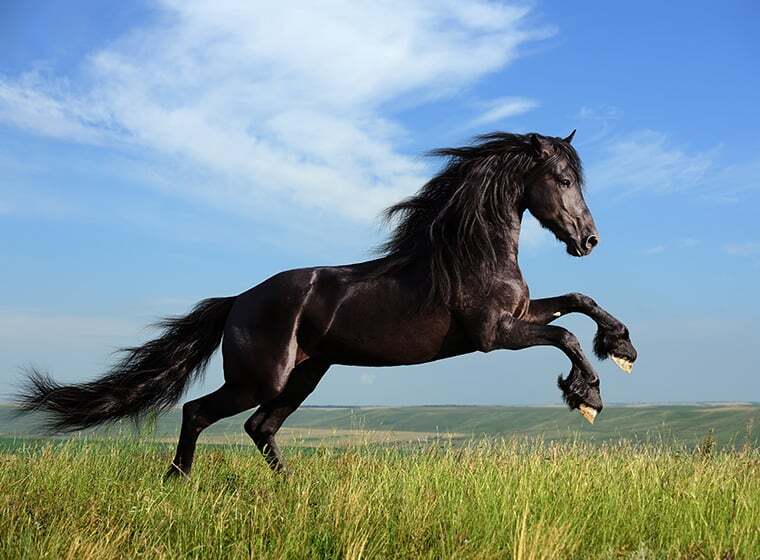Stute, Hengst oder Wallach: Wer passt zu mir? | Alle Infos