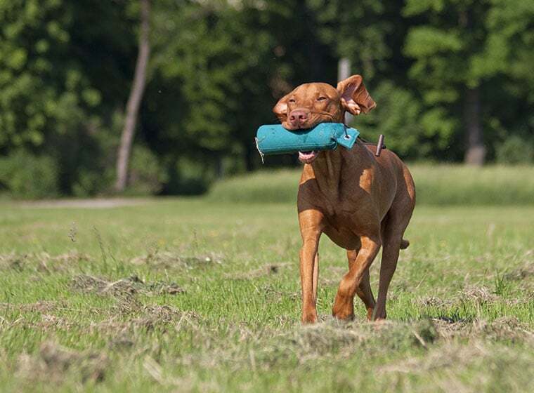 Dummytraining: Konzentration und Kondition | ZooRoyal Magazin