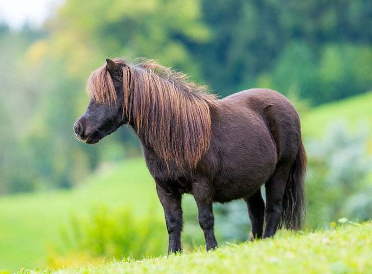 Shetland Pony im Rasseportrait | ZooRoyal Magazin