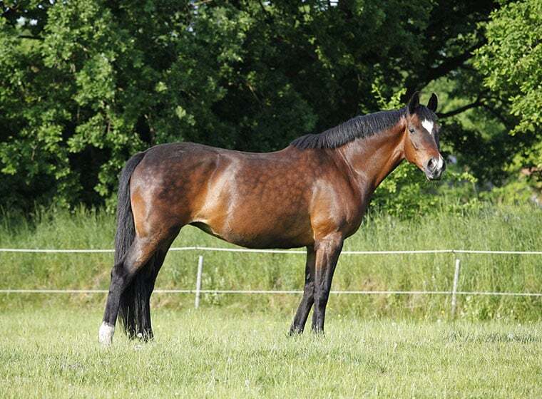 Holsteiner im Rasseportrait | ZooRoyal Magazin