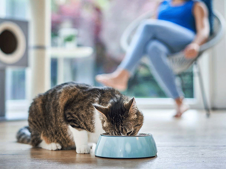 Katze richtig füttern: Wie oft, welches Futter und Tipps zur Fütterung