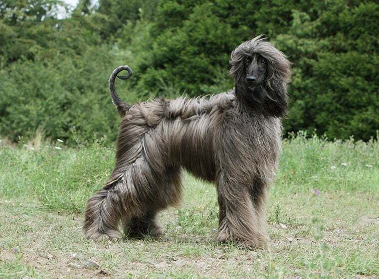 Afghanischer Windhund - Charakter & Erziehung | Steckbrief