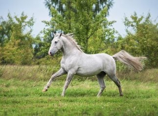 Lipizzaner im Rasseportrait | ZooRoyal Magazin