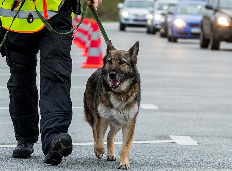 Polizeihund | Infos, geeignete Rassen & ihre Ausbildung