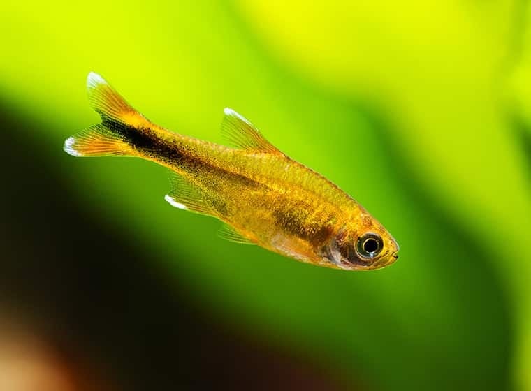 Kupfersalmler im Portrait | ZooRoyal Magazin