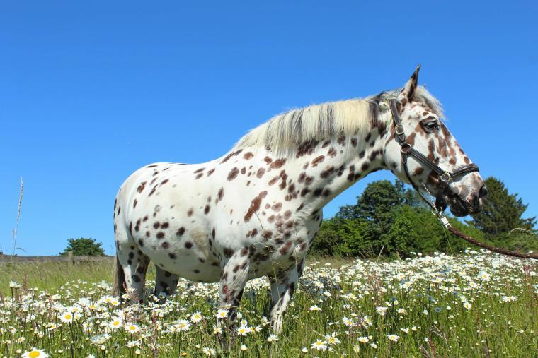 Knabstrupper im Rasseportrait | ZooRoyal Magazin