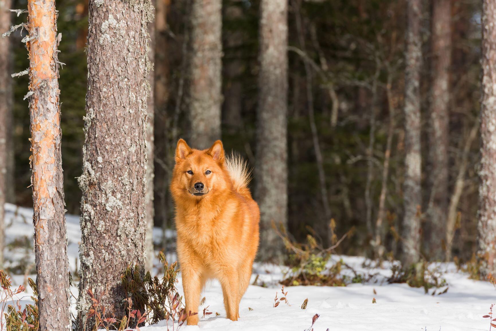 Finnischer Spitz - Charakter, Größe & Erziehung | Steckbrief