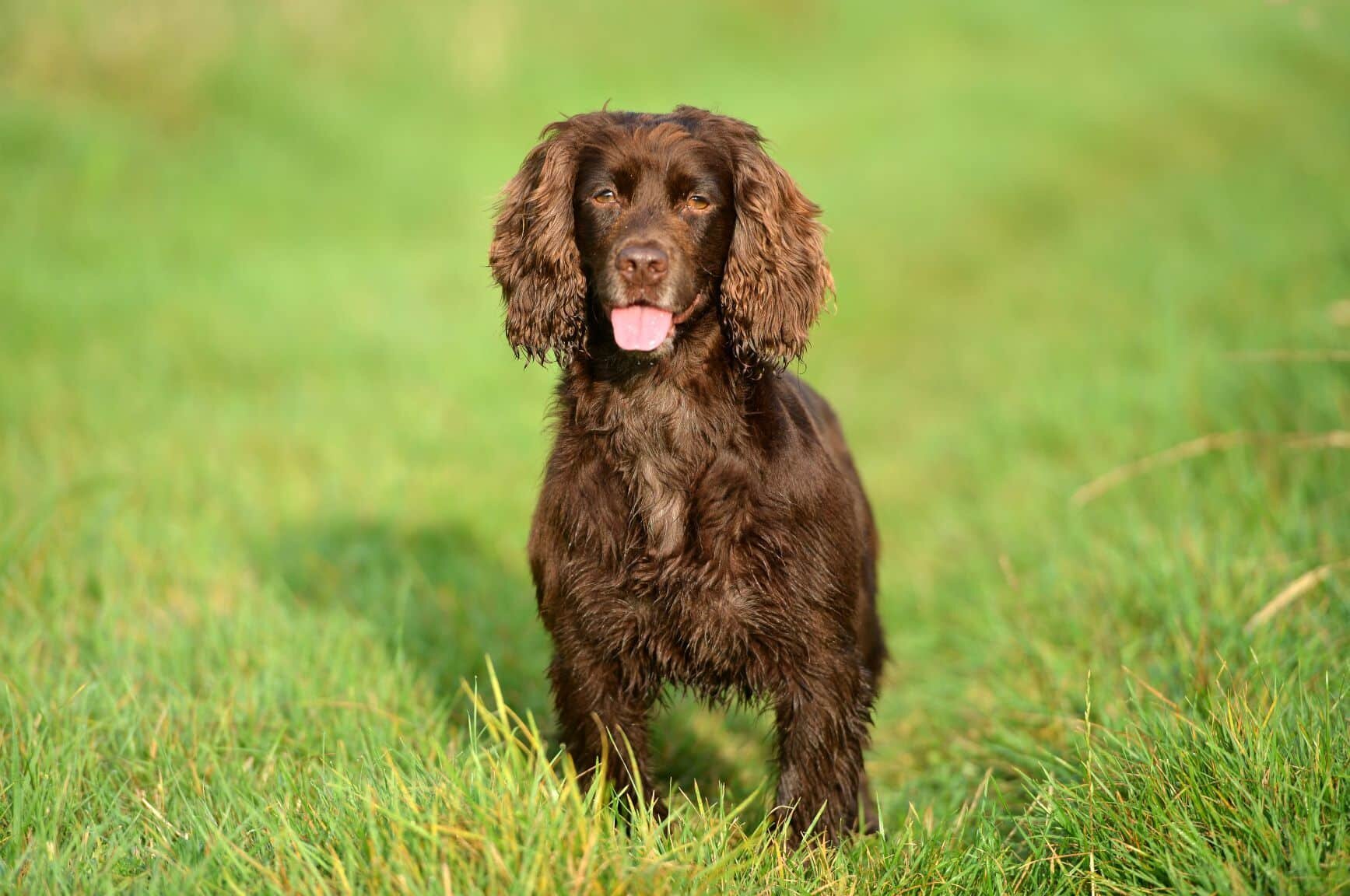 Field Spaniel - Charakter, Größe & Erziehung | Steckbrief