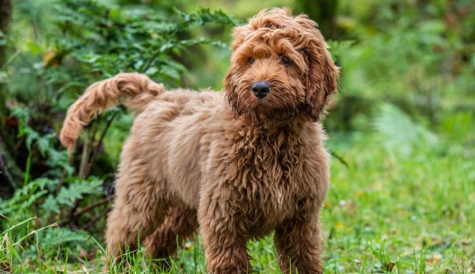 Alopekis: der griechische Hund im Rasseportrait | ZooRoyal Magazin