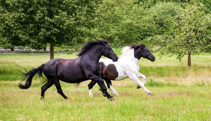 Lewitzer Pony im Rasseportrait | ZooRoyal Magazin