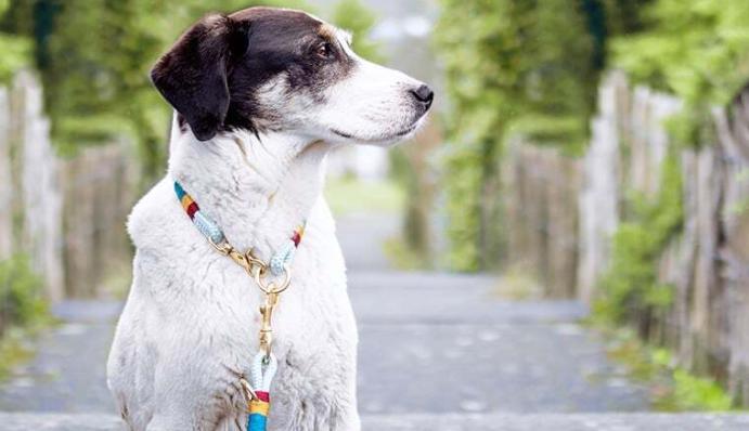 Ausstattung für den Hund - was gehört alles dazu? | ZooRoyal Magazin