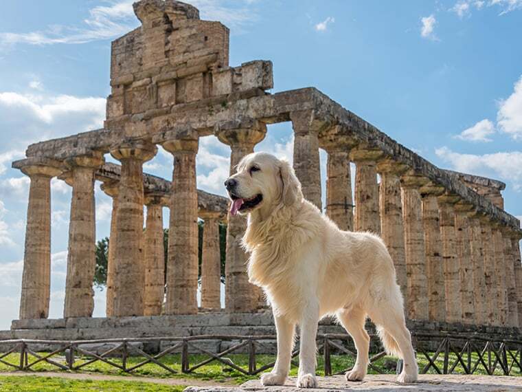 Der Hund in der Mythologie - Mythen und Legenden