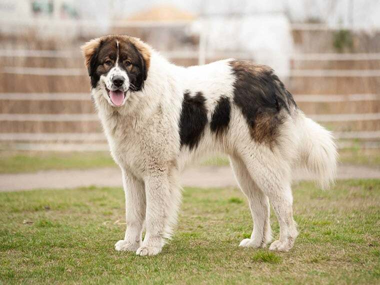 Tornjak - Charakter, Größe & Erziehung | Steckbrief