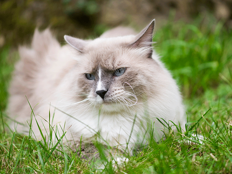 Neva Masquerade - Charakter, Größe & Erziehung | Steckbrief