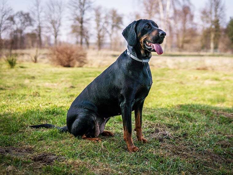 Gonczy Polski - Charakter, Größe & Erziehung | Steckbrief