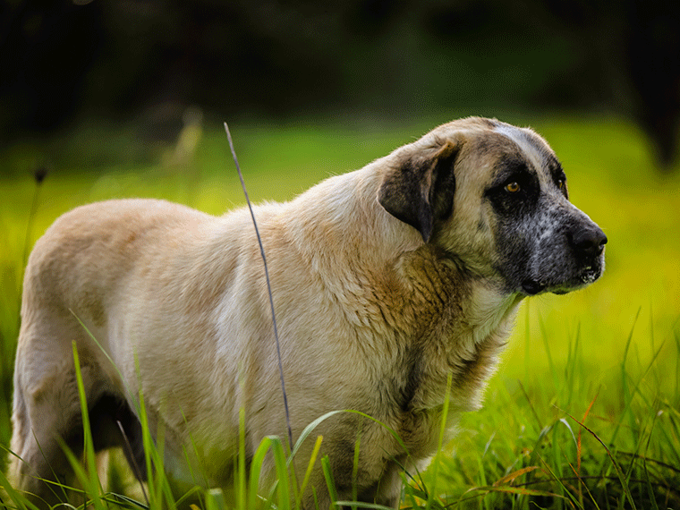 Rafeiro do Alentejo- Charakter, Größe & Erziehung | Steckbrief