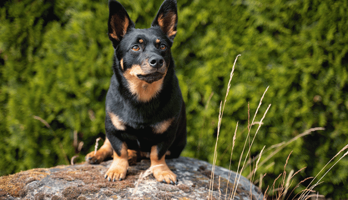 Alle Hunderassen im Überblick | von A-Z