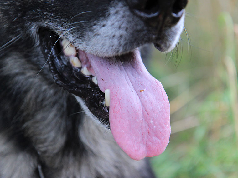 Mundgeruch beim Hund: Ursachen und Tipps